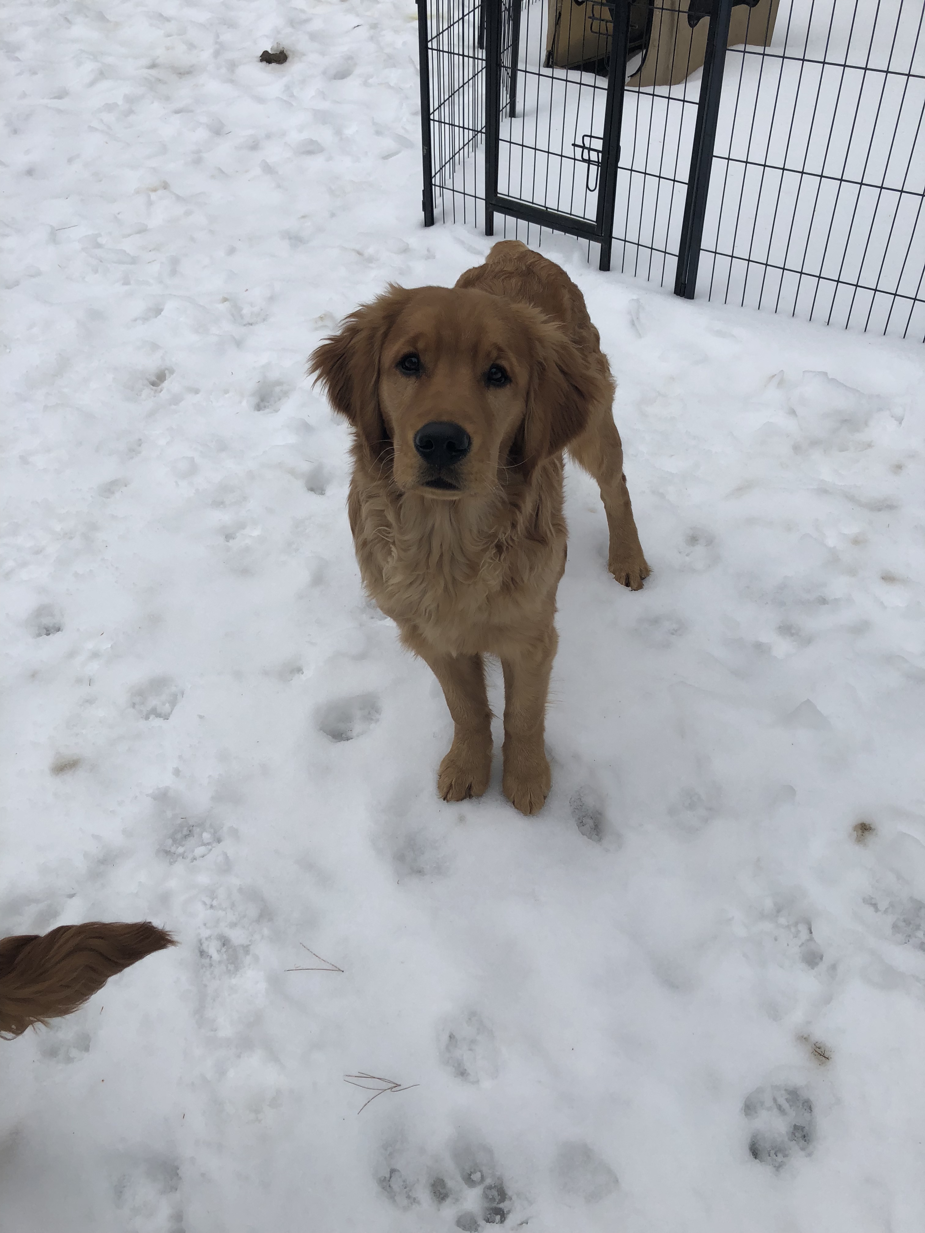 Our Dogs – Hilltop Golden Retriever