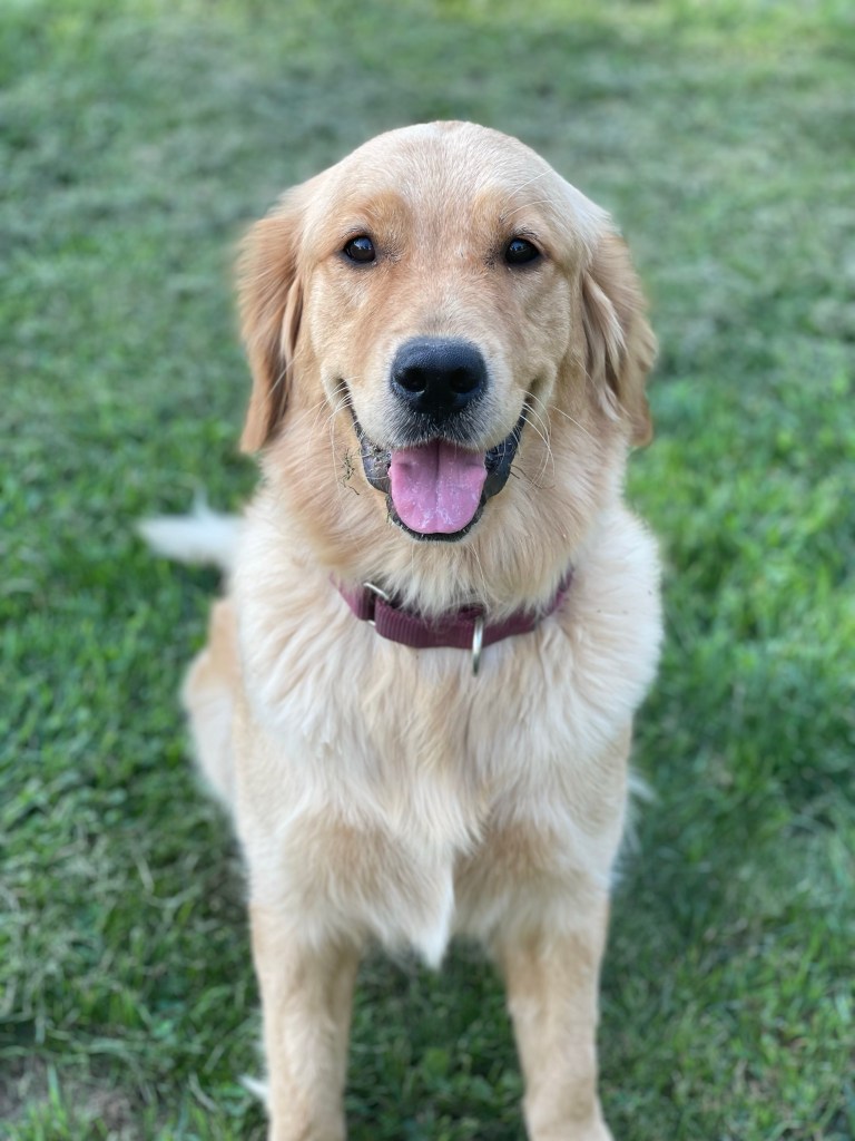 Our DAMS (females) – Hilltop Golden Retriever